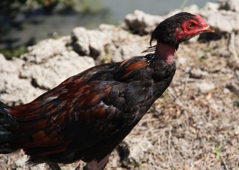 Ga Noi Chicken Breed Info - Chicken & Chicks Info