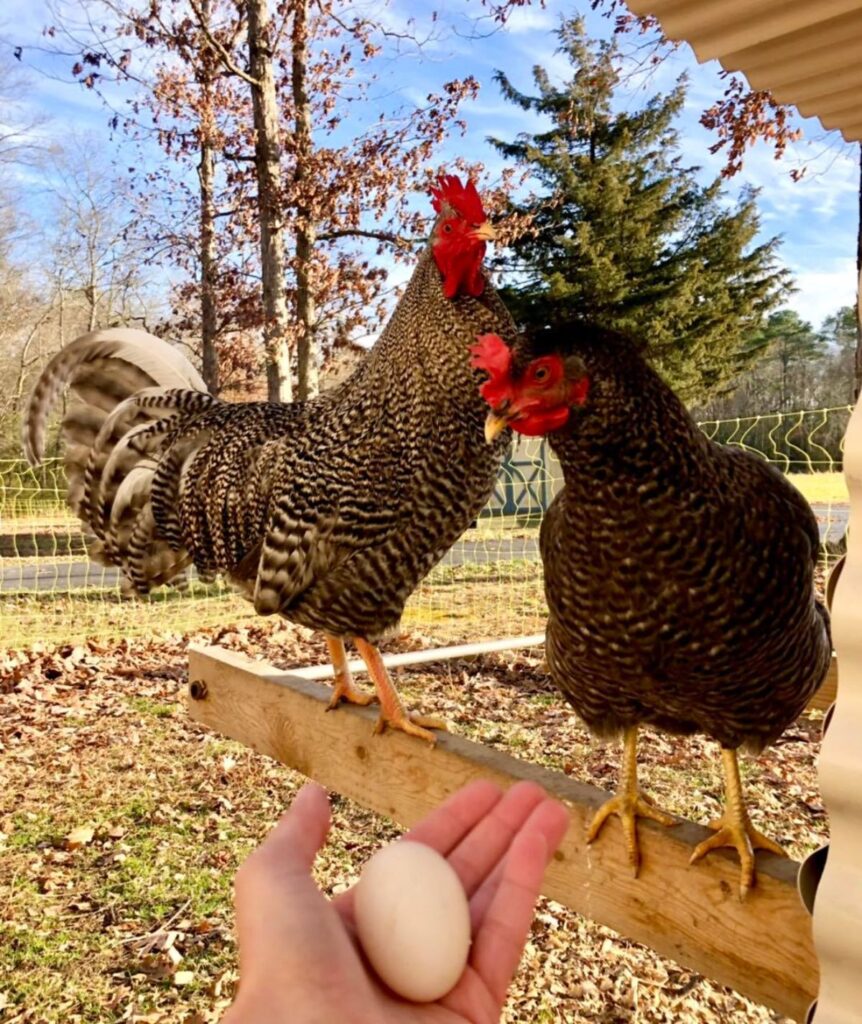 Holland Chicken Breed Info - Chicken & Chicks Info