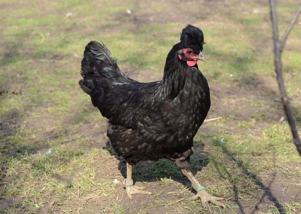 Kosova Longcrower Chicken Breed Info - Chicken & Chicks Info