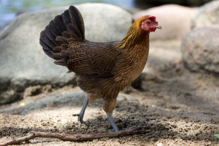 Red Jungle Fowl Chicken Breed Info + Where to Buy - Chicken & Chicks Info