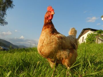 Red Shaver Chicken Breed Info - Chicken & Chicks Info