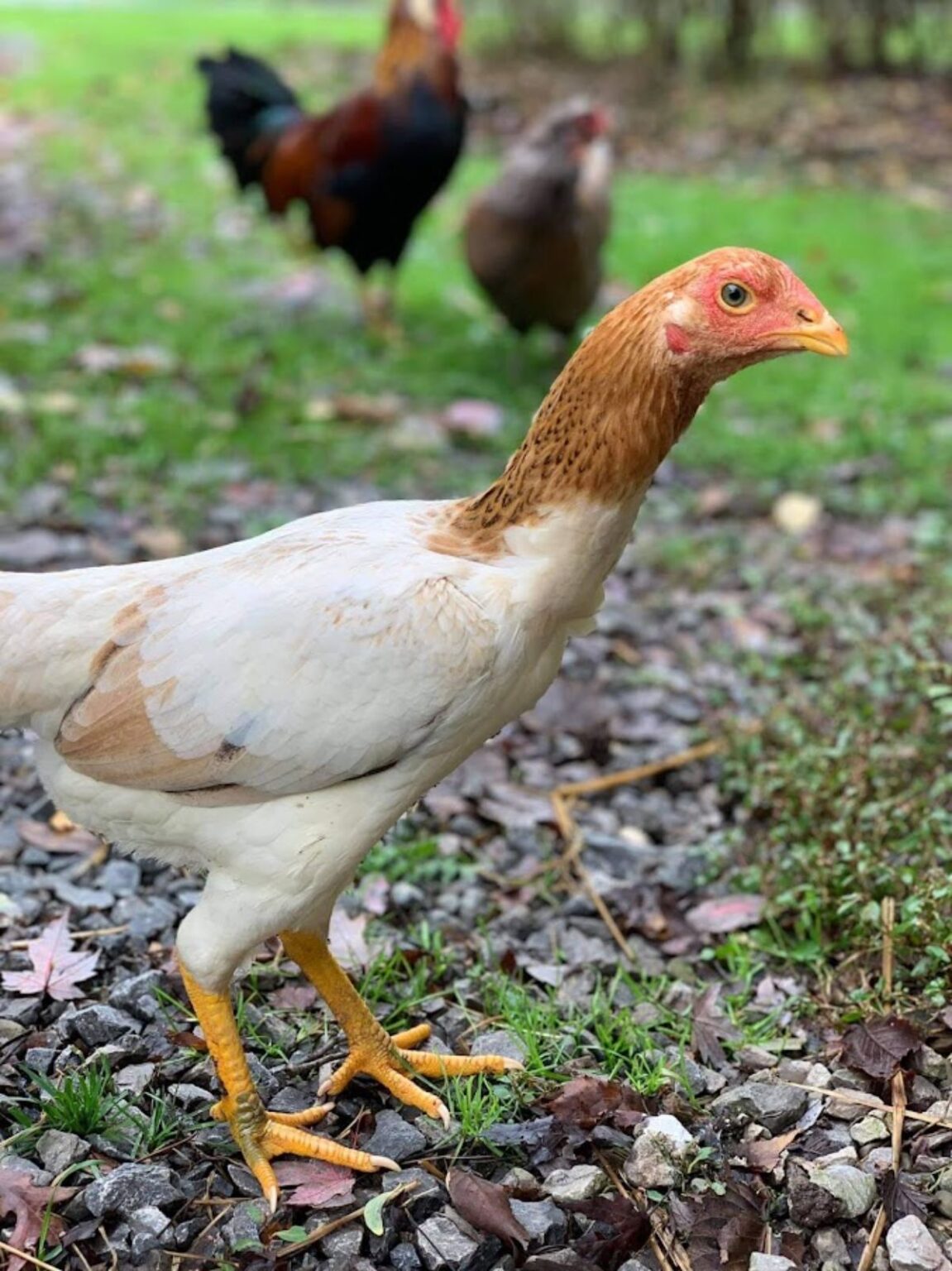 Saipan Jungle Fowl Chicken Breed Info + Where to Buy - Chicken & Chicks ...