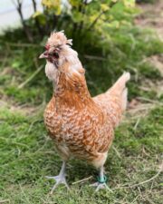 Brabanter Chicken Breed Info - Chicken & Chicks Info