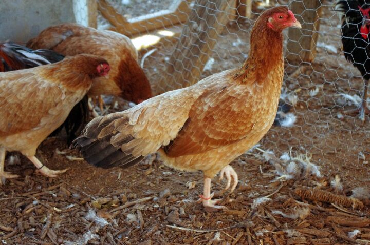 Cubalaya Chicken Breed Quick Info + Where to Buy - Chicken & Chicks Info
