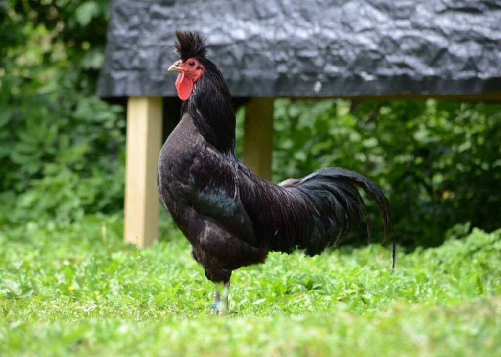 Kosova Longcrower Chicken Breed Info - Chicken & Chicks Info