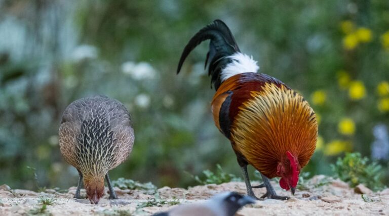 Red Jungle Fowl Chicken Breed Info + Where to Buy - Chicken & Chicks Info