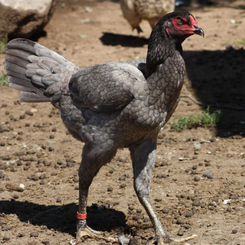 Saipan Jungle Fowl Chicken Breed Info + Where to Buy - Chicken & Chicks ...