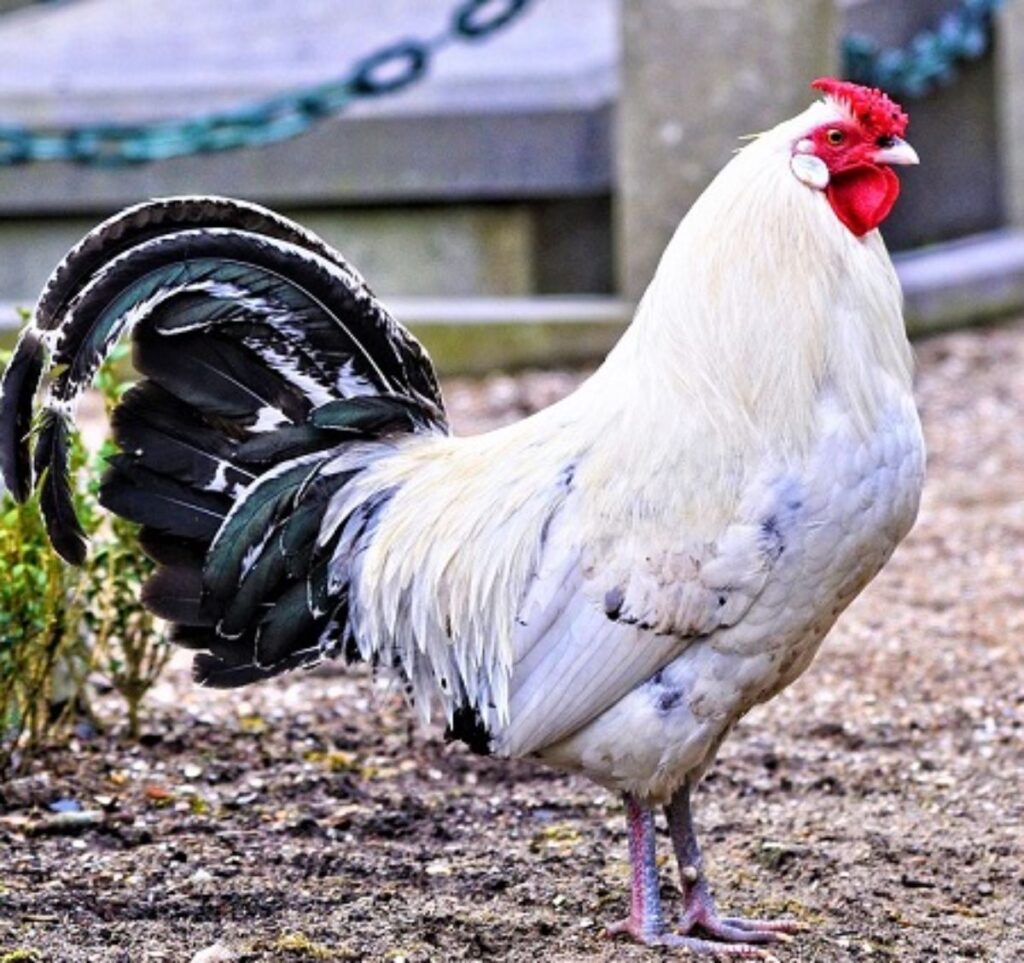 Assendelfts Hoen Chicken Breed Info - Chicken & Chicks Info