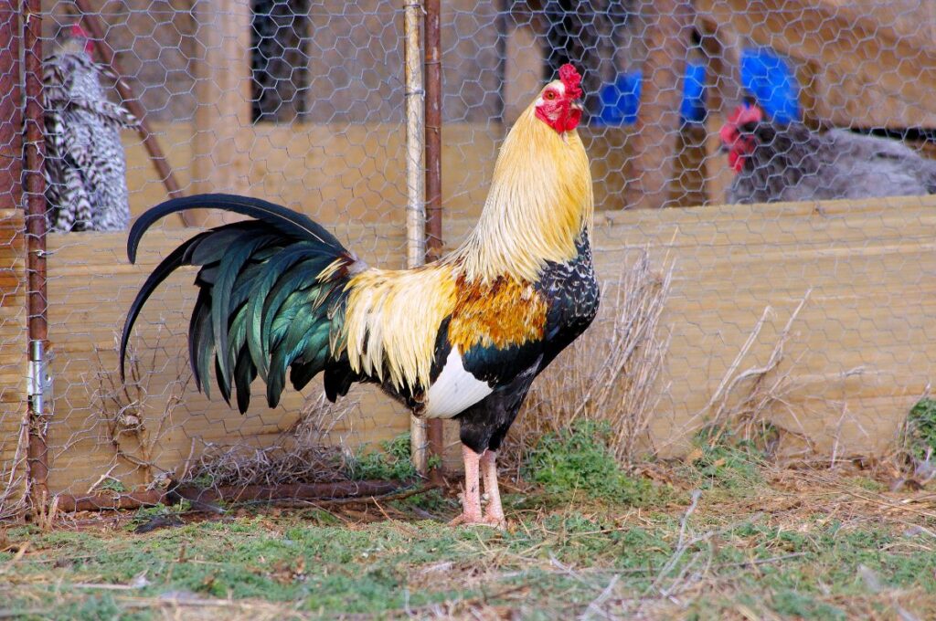 Cubalaya Chicken Breed Quick Info + Where to Buy - Chicken & Chicks Info