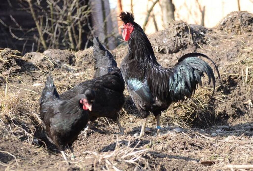 Kosova Longcrower Chicken Breed Info - Chicken & Chicks Info