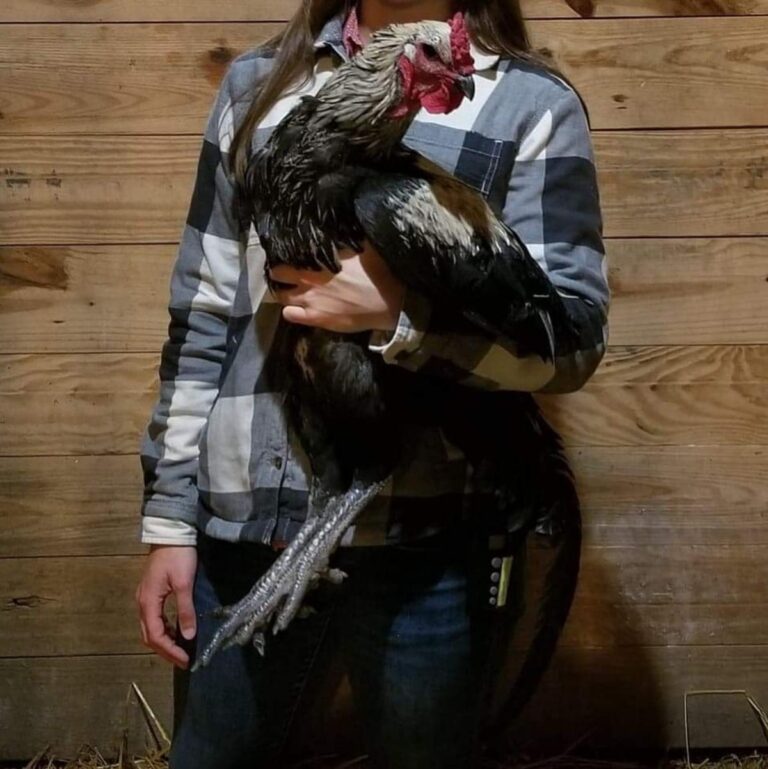 Liege Fighter Chicken Breed Info - Chicken & Chicks Info
