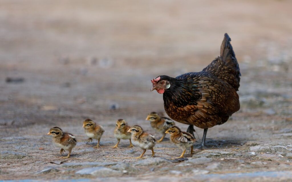 Red Jungle Fowl Chicken Breed Info + Where to Buy - Chicken & Chicks Info