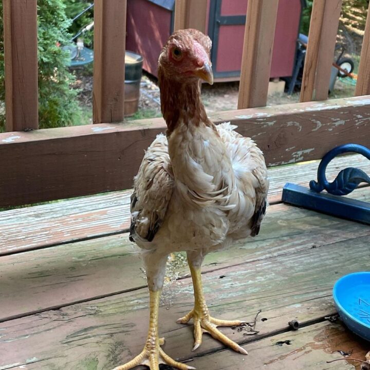 Saipan Jungle Fowl Chicken Breed Info + Where to Buy - Chicken & Chicks ...