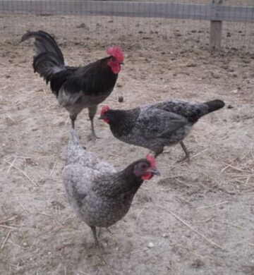 Blue Hen of Delaware Chicken Breed Info - Chicken & Chicks Info