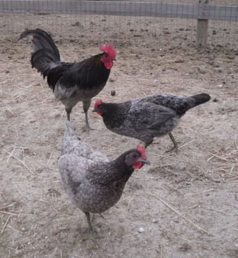 Blue Hen of Delaware Chicken Breed Info - Chicken & Chicks Info