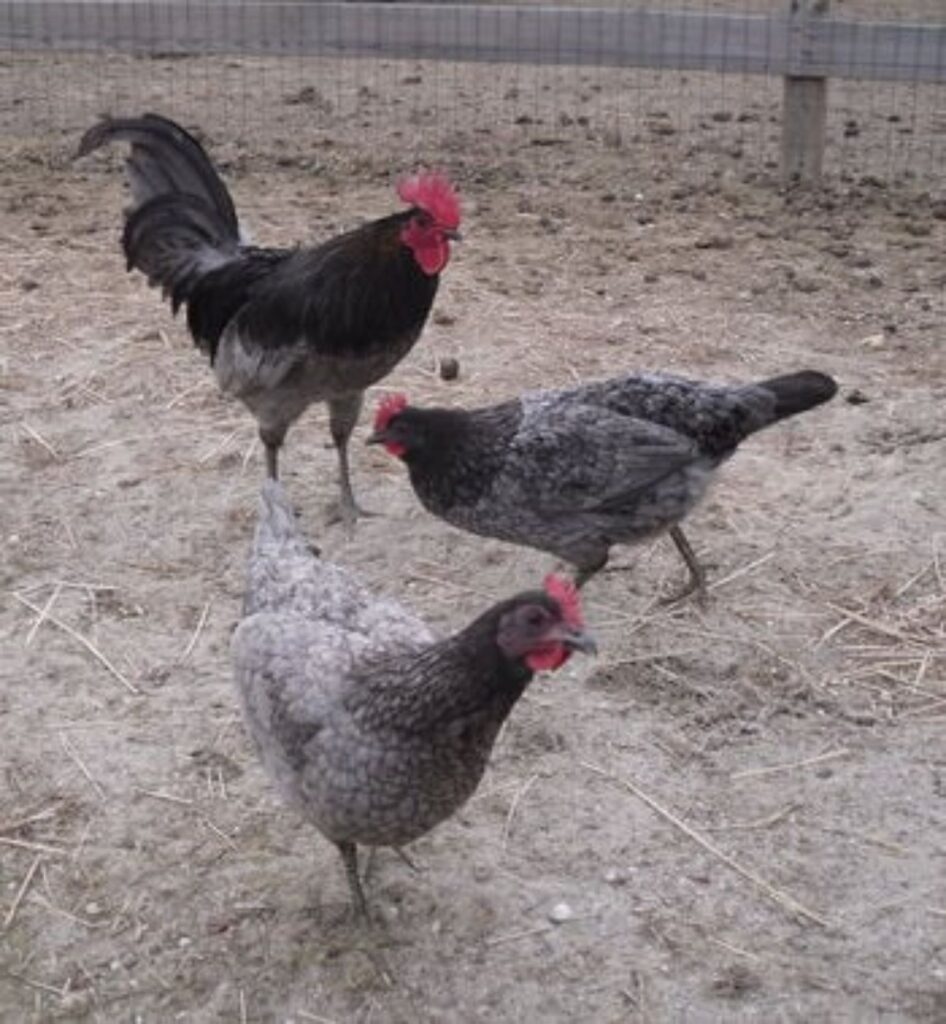 Blue Hen of Delaware Chicken Breed Info - Chicken & Chicks Info
