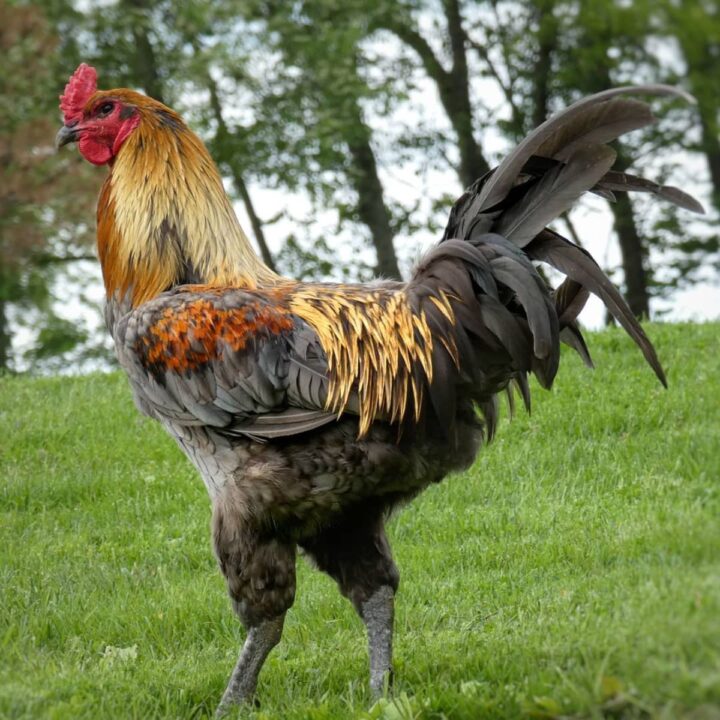 Liege Fighter Chicken Breed Info - Chicken & Chicks Info
