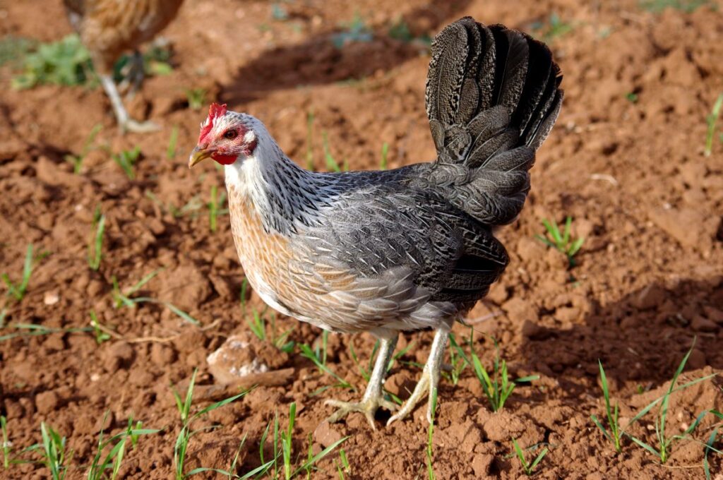 American Game Chicken Breed Info - Chicken & Chicks Info
