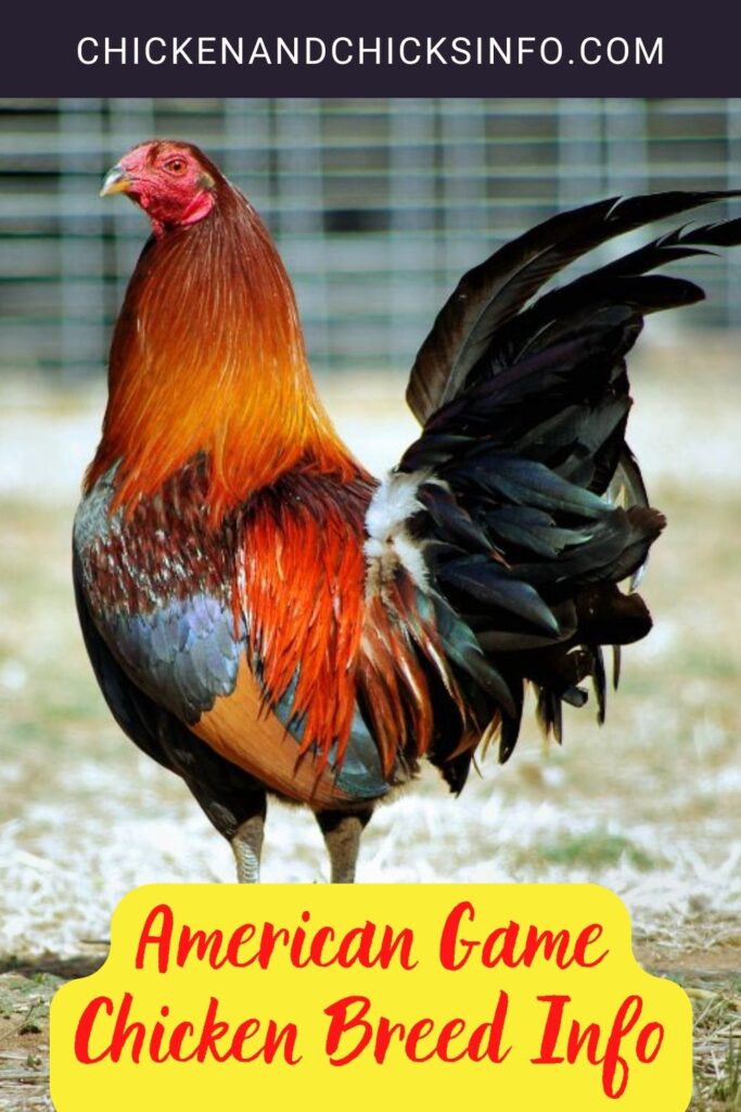 American Game Chicken Breed Info - Chicken & Chicks Info