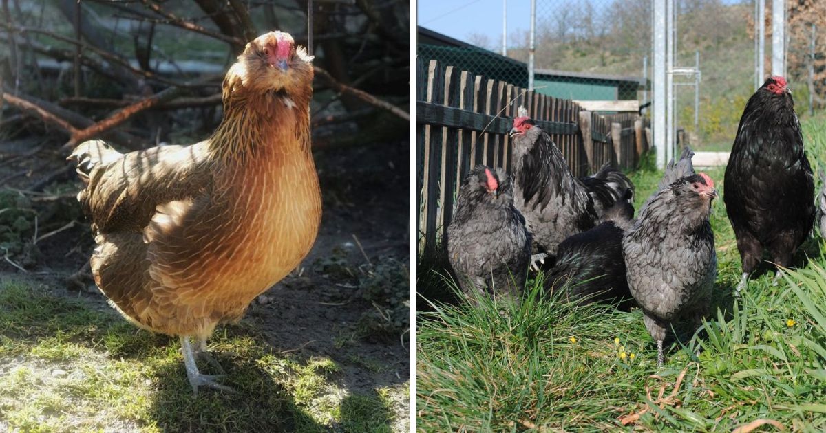 Appenzeller Barthuhner Chicken Breed Info - Chicken & Chicks Info