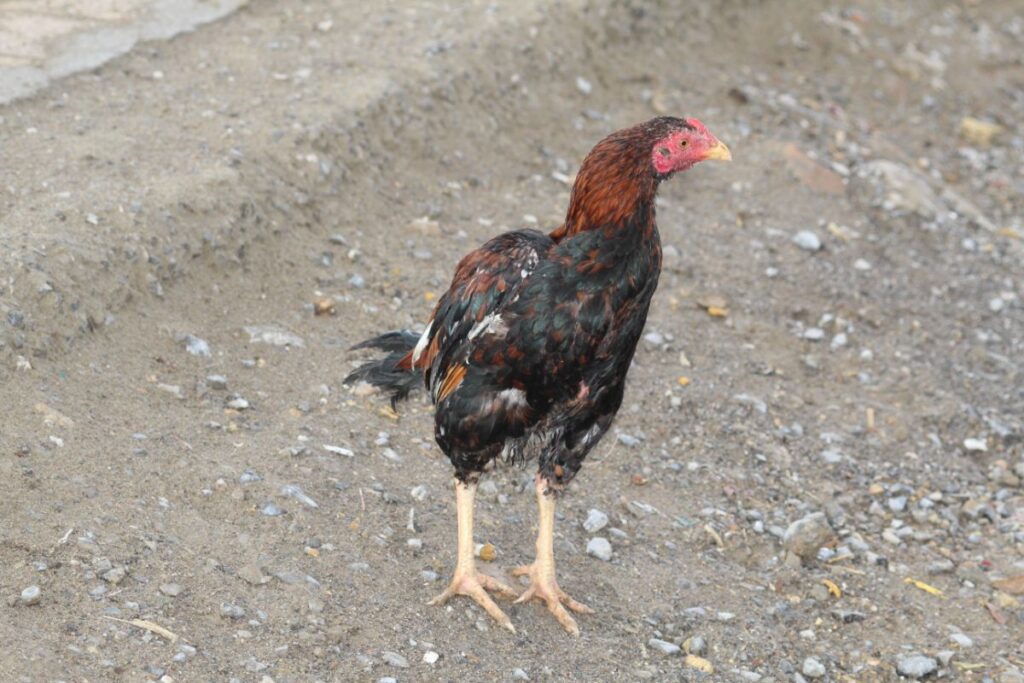 Asil Chicken Breed Info + Where to Buy - Chicken & Chicks Info