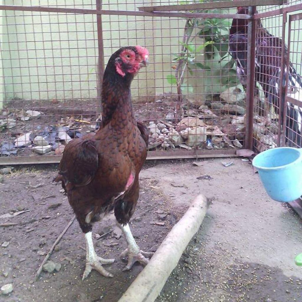 Asil Chicken Breed Info + Where to Buy - Chicken & Chicks Info