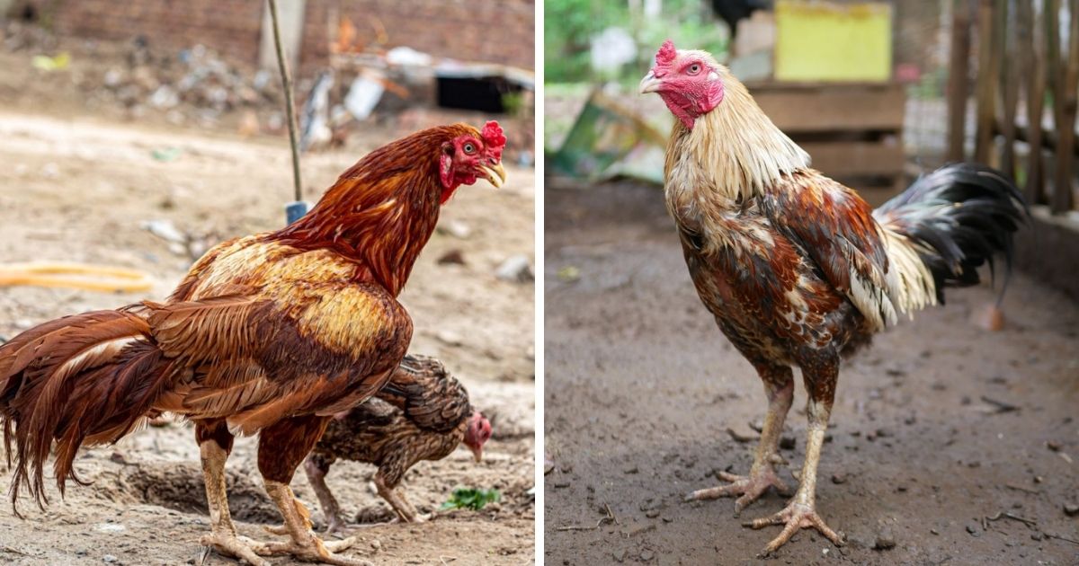 Asil Chicken Breed Info + Where to Buy - Chicken & Chicks Info
