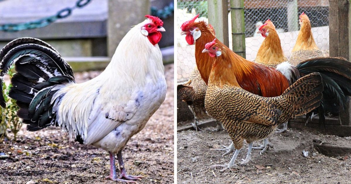 Assendelfts Hoen Chicken Breed Info - Chicken & Chicks Info