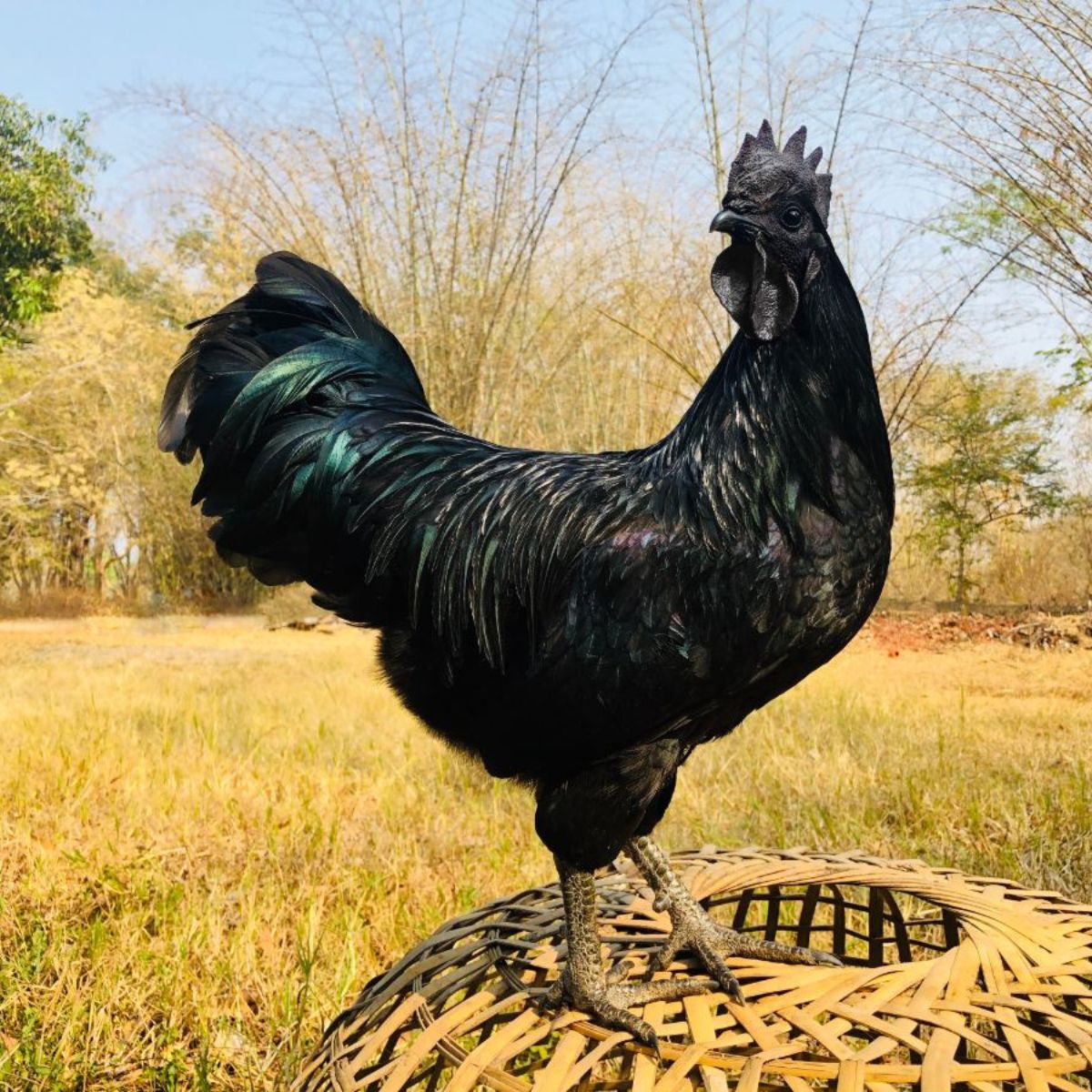 Chickens - Chicken & Chicks Info