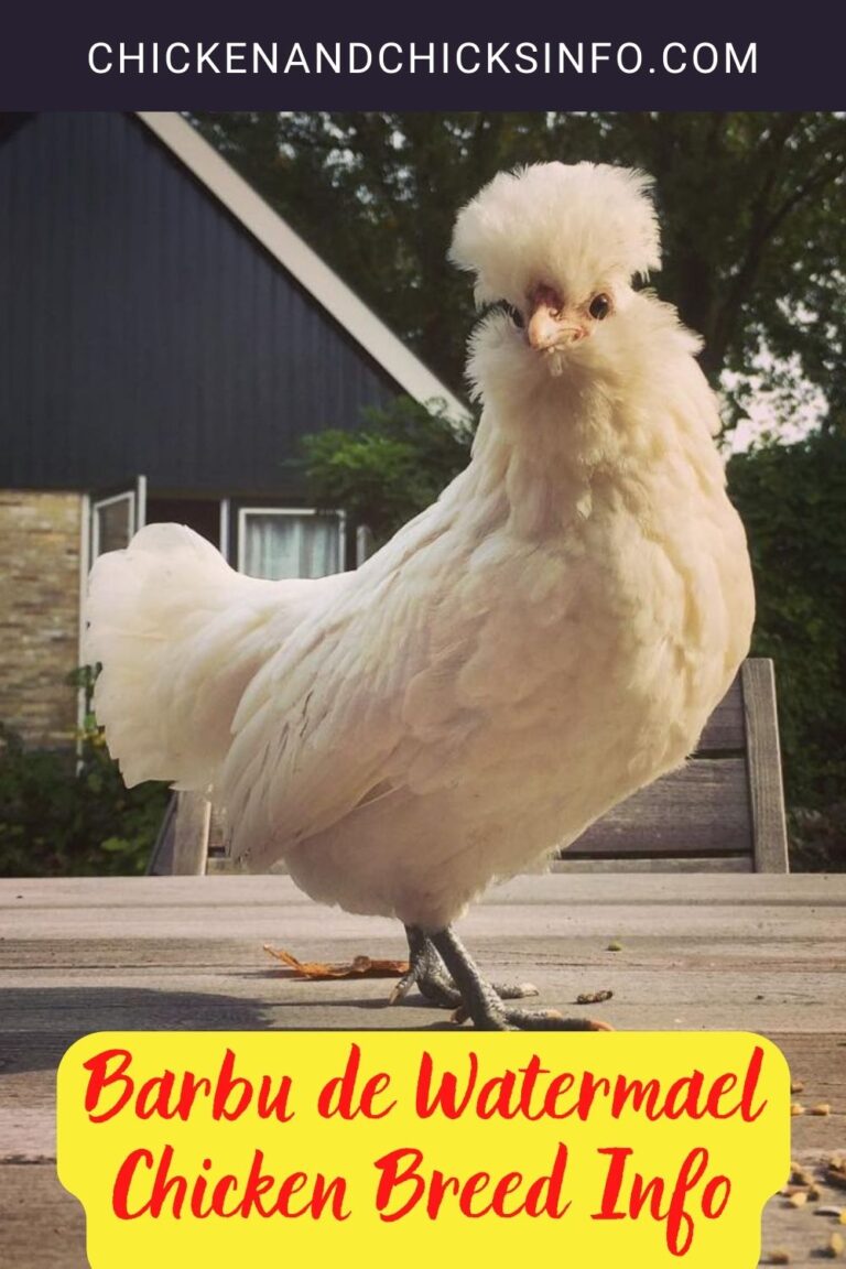 Barbu de Watermael Chicken Breed Info - Chicken & Chicks Info