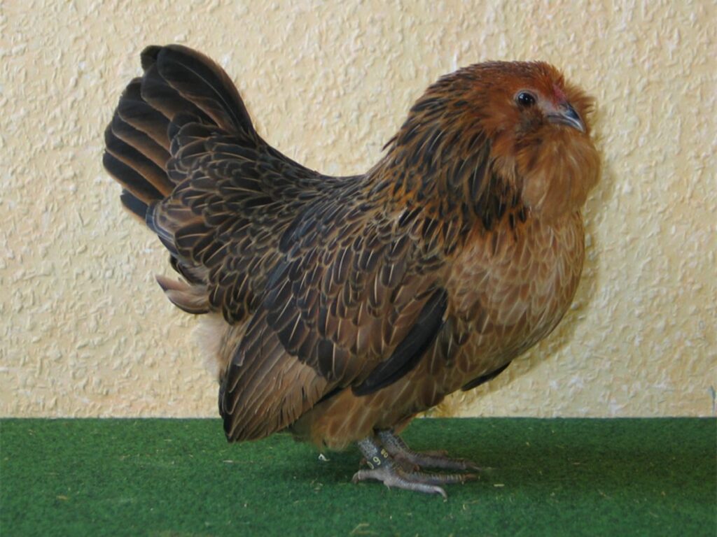 Belgian Bearded d’Anvers Chicken Breed Info + Where to Buy - Chicken ...