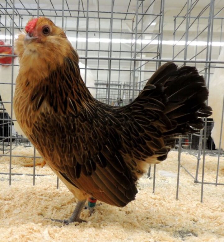 Belgian Bearded d’Anvers Chicken Breed Info + Where to Buy - Chicken ...