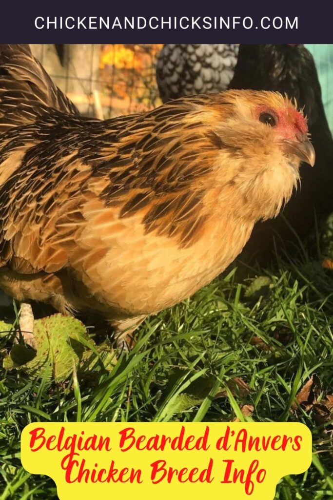 Belgian Bearded d’Anvers Chicken Breed Info + Where to Buy - Chicken ...