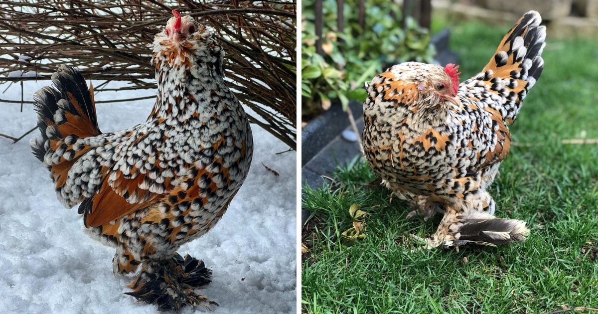 Belgian Bearded d’Uccle Chicken Breed Info+ Where to Buy - Chicken ...