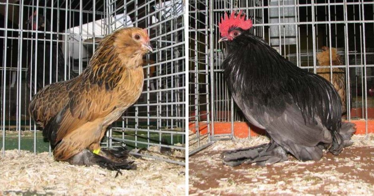 Belgian D’Everberg Chicken Breed Info - Chicken & Chicks Info