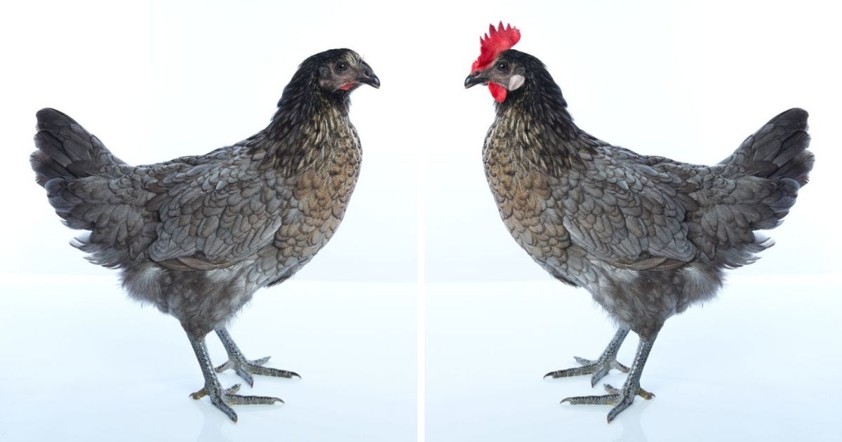 Blue Hen of Delaware Chicken Breed Info - Chicken & Chicks Info