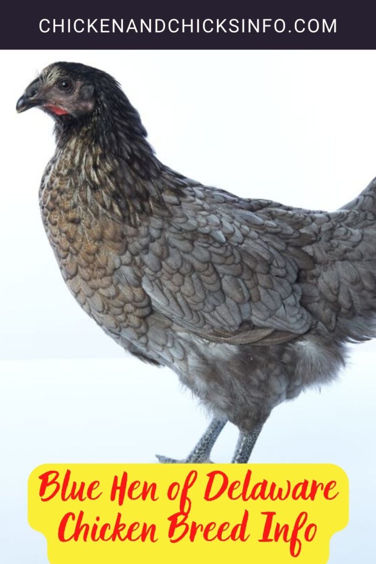 Blue Hen of Delaware Chicken Breed Info - Chicken & Chicks Info