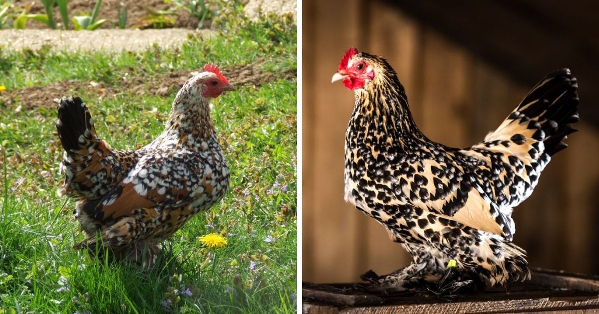 Booted Bantam Chicken Breed Info - Chicken & Chicks Info