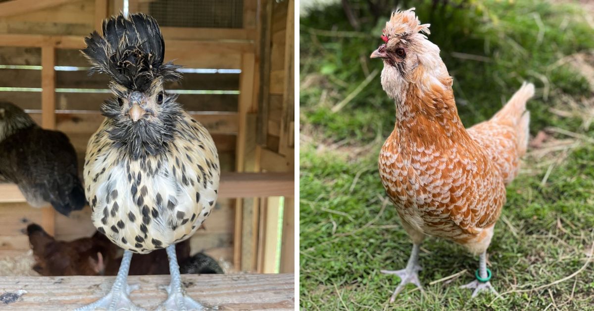 Brabanter Chicken Breed Info - Chicken & Chicks Info