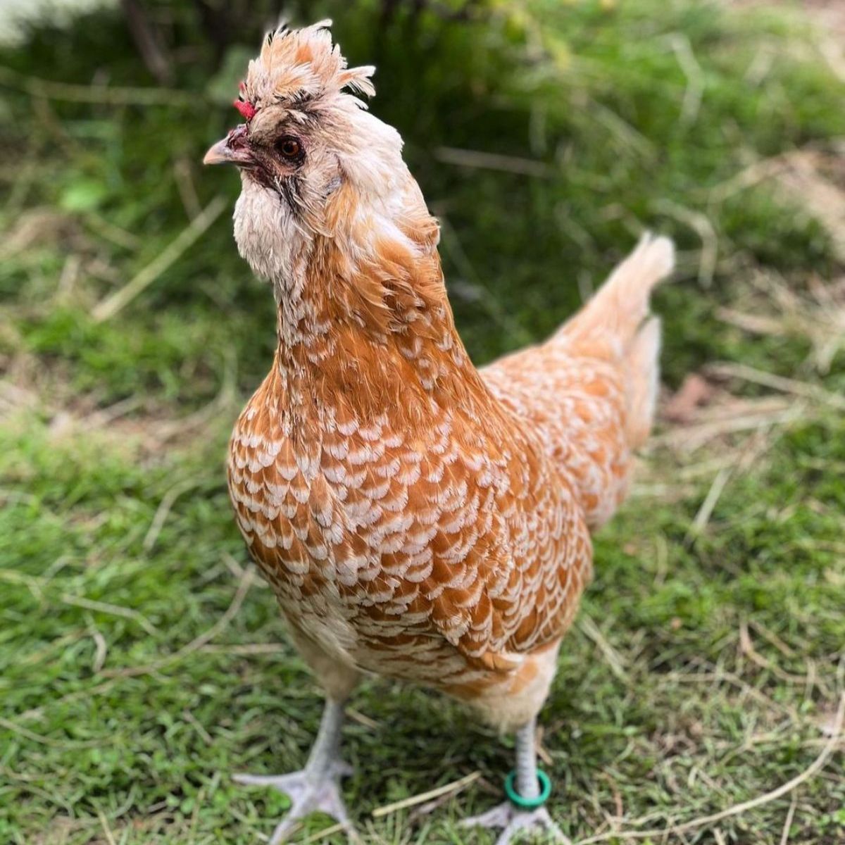 Chickens - Chicken & Chicks Info