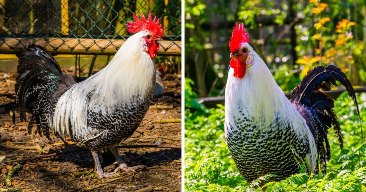 Braekel Chicken Breed Info - Chicken & Chicks Info