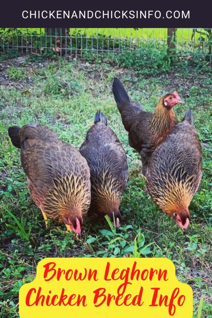 Brown Leghorn Chicken Breed Info + Where to Buy - Chicken & Chicks Info