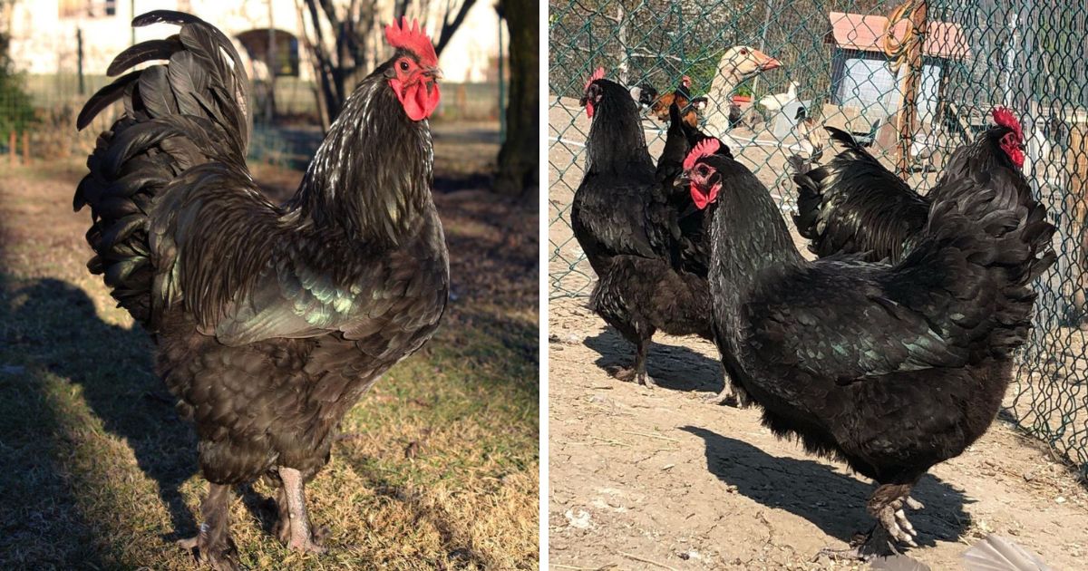 Croad Langshan Chicken Breed Info - Chicken & Chicks Info