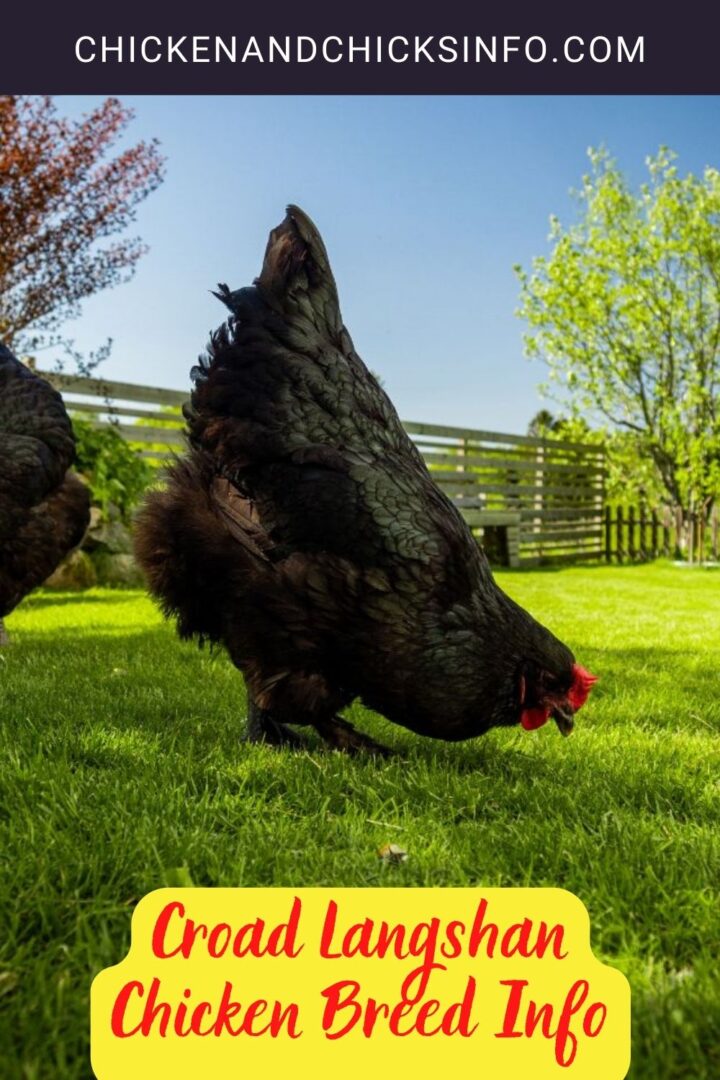 Croad Langshan Chicken Breed Info - Chicken & Chicks Info