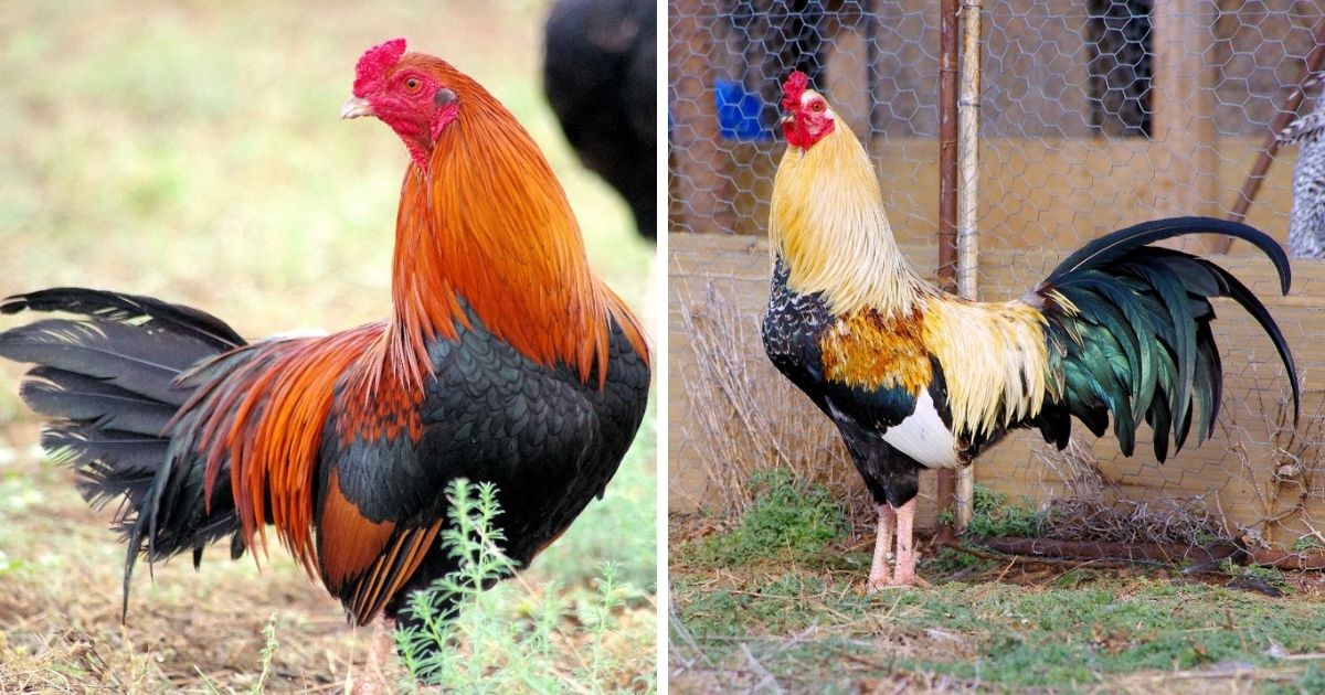 Cubalaya Chicken Breed Quick Info + Where to Buy - Chicken & Chicks Info