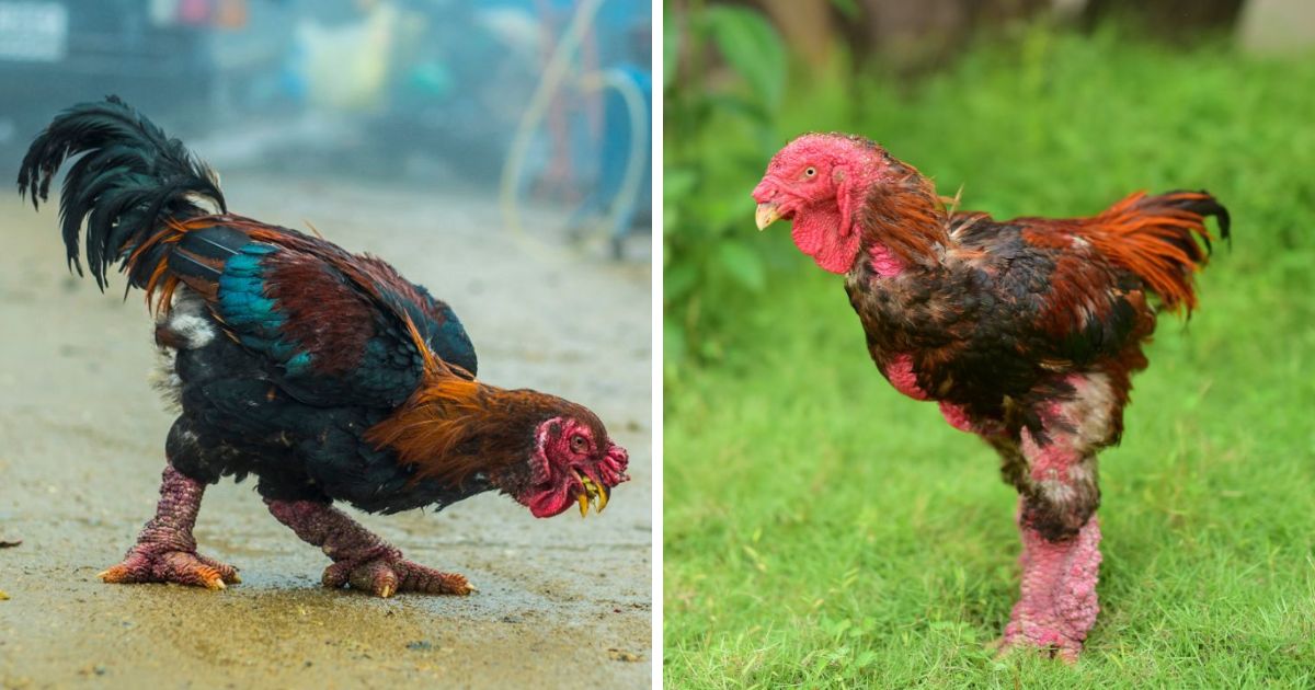 Dragon Chicken Breed Info - Chicken & Chicks Info