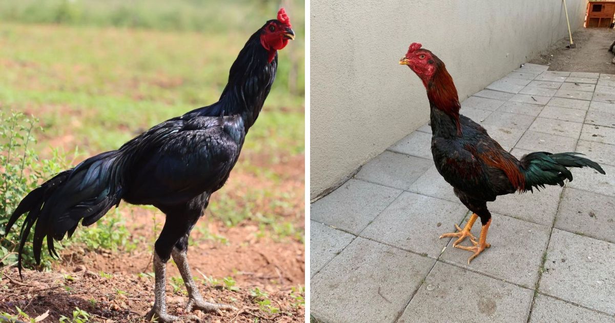 Ga Noi Chicken Breed Info - Chicken & Chicks Info