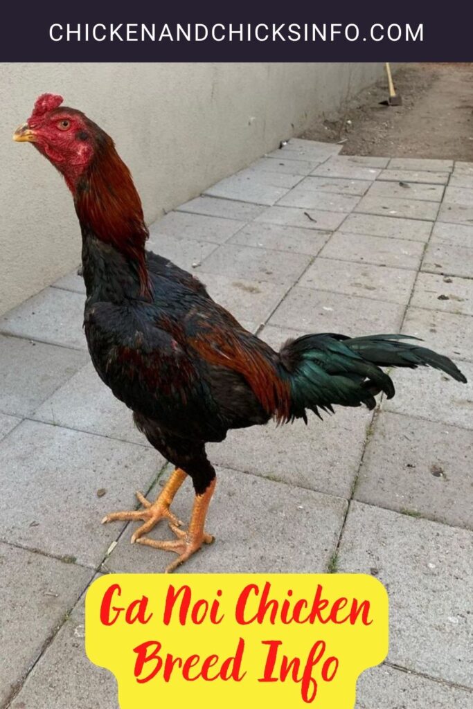 Ga Noi Chicken Breed Info - Chicken & Chicks Info