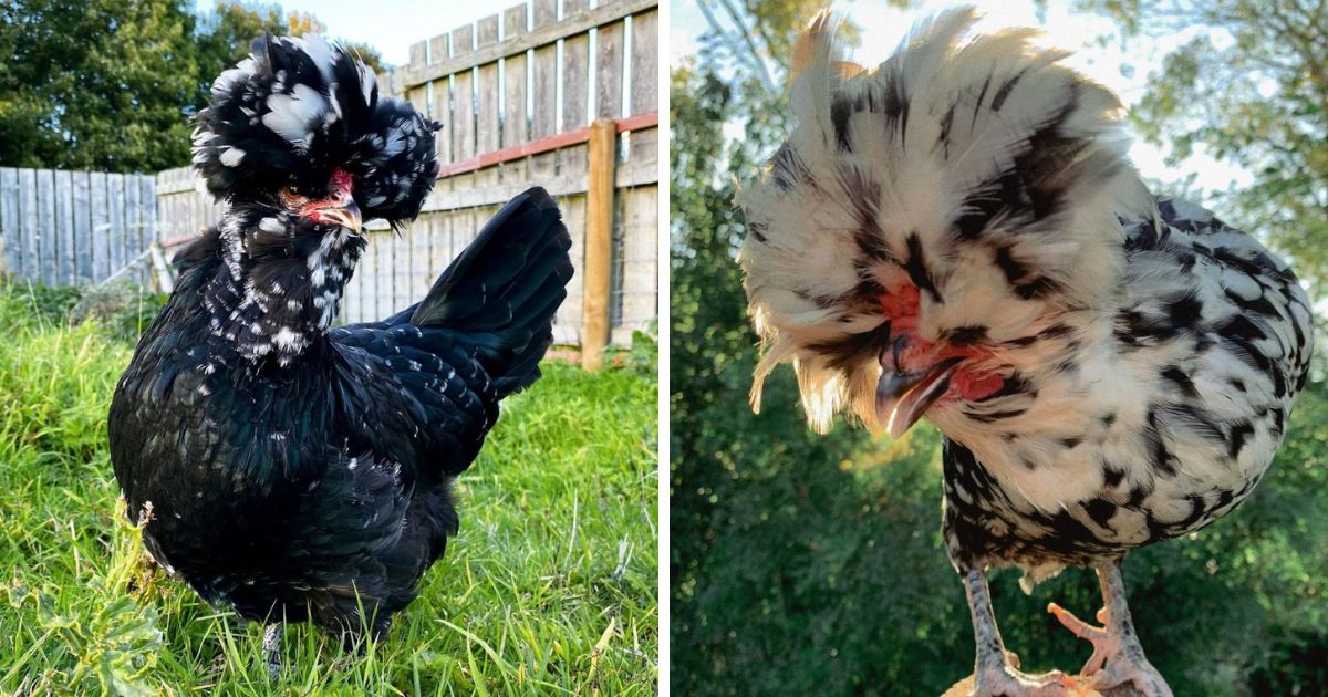 Houdan Chicken Breed Info + Where to Buy - Chicken & Chicks Info