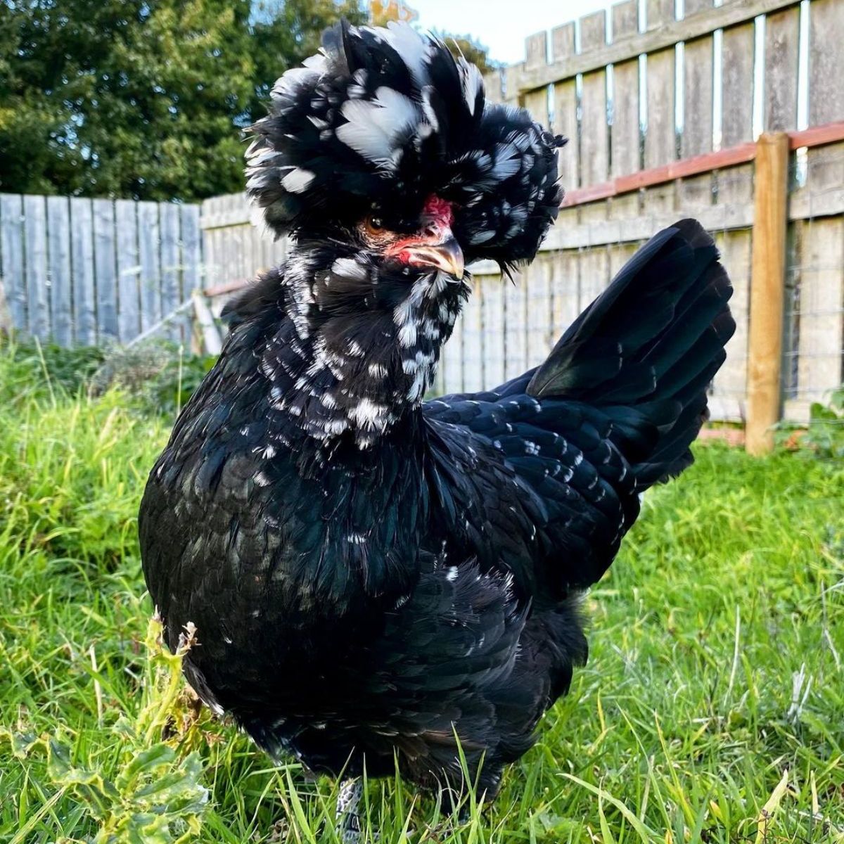 Chickens - Chicken & Chicks Info